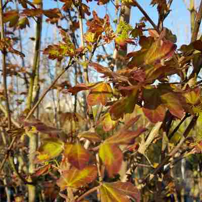 Acer campestre `Red Shine` (Klon polny) | Kaczergis