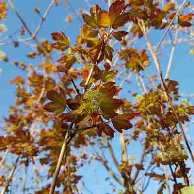 Acer campestre `Red Shine` (Klon polny) | Kaczergis