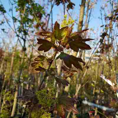 Acer campestre `Red Shine` (Klon polny) | Kaczergis