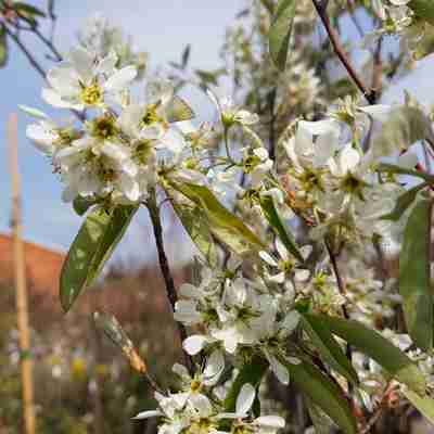 Amelanchier canadensis `Rainbow Pillar` (Świdośliwa kanadyjska) | Kaczergis