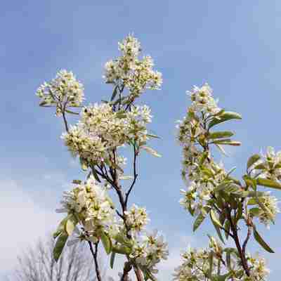 Amelanchier canadensis `Rainbow Pillar` (Świdośliwa kanadyjska) | Kaczergis