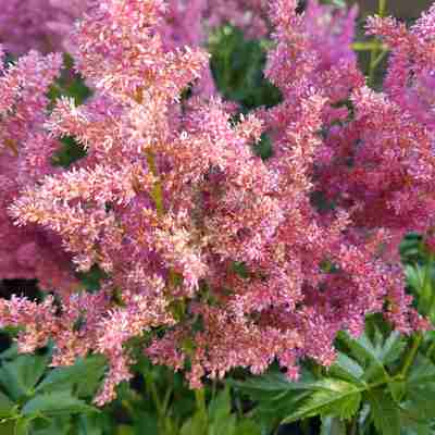 Astilbe japonica `Mainz` (Tawułka japońska) | Kaczergis