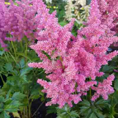 Astilbe japonica `Mainz` (Tawułka japońska) | Kaczergis