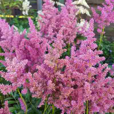 Astilbe japonica `Mainz` (Tawułka japońska) | Kaczergis