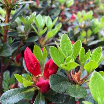 Azalea japonica `Fridoline` (Azalia japońska) | Kaczergis