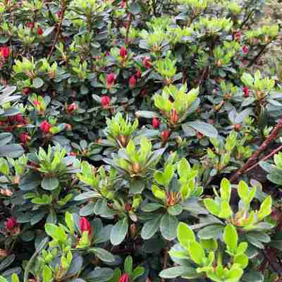 Azalea japonica `Fridoline` (Azalia japońska) | Kaczergis