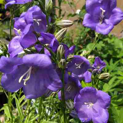 Campanula persicifolia `Takion Blue` (Dzwonek brzoskwiniolistny ...