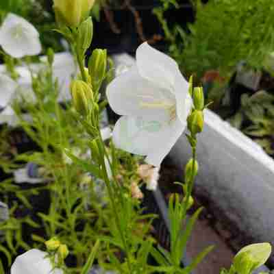 Campanula persicifolia `Takion White` (Dzwonek brzoskwiniolistny ...