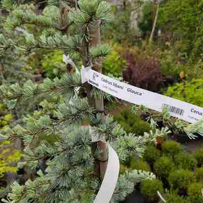 Cedrus libani `Glauca` (Cedr libański) | Kaczergis