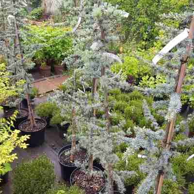 Cedrus libani `Glauca` (Cedr libański) | Kaczergis