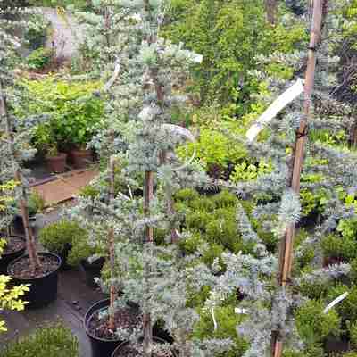 Cedrus libani `Glauca` (Cedr libański) | Kaczergis