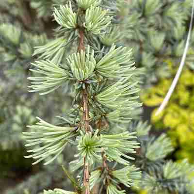 Cedrus libani `Glauca` (Cedr libański) | Kaczergis
