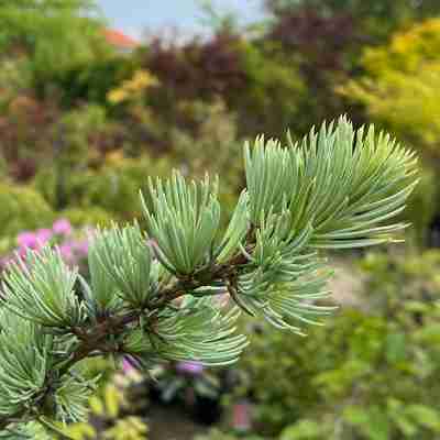 Cedrus libani `Glauca` (Cedr libański) | Kaczergis
