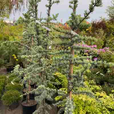 Cedrus libani `Glauca` (Cedr libański) | Kaczergis