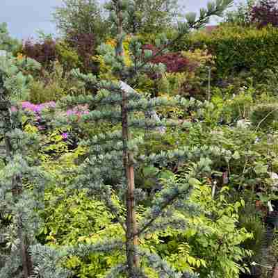 Cedrus libani `Glauca` (Cedr libański) | Kaczergis