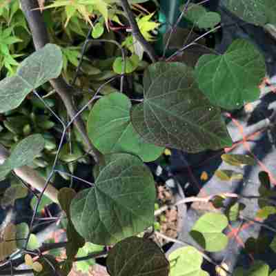 Cercis canadensis `Red Force` (Judaszowiec kanadyjski) | Kaczergis