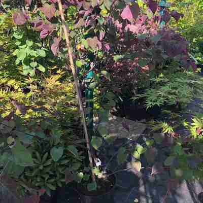 Cercis canadensis `Red Force` (Judaszowiec kanadyjski) | Kaczergis