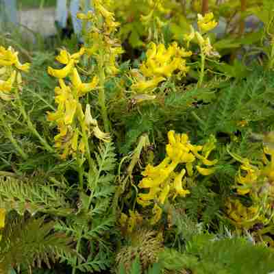 Corydalis cheilanthifolia `Pinyin` (Kokorycz paprociolistna) | Kaczergis