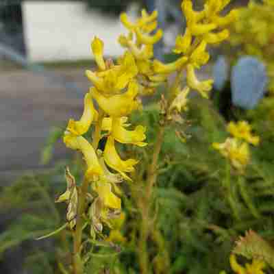 Corydalis cheilanthifolia `Pinyin` (Kokorycz paprociolistna) | Kaczergis