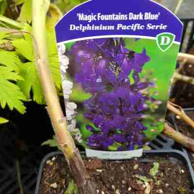 Delphinium `Magic Fountains Deep Rose White Bee` (Ostróżka) | Kaczergis