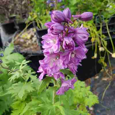 Delphinium `Magic Fountains Deep Rose White Bee` (Ostróżka) | Kaczergis