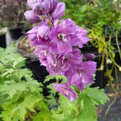 Delphinium `Magic Fountains Deep Rose White Bee` (Ostróżka) | Kaczergis