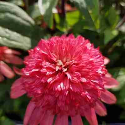 Echinacea purpurea `Raspberry Truffle` (Jeżówka purpurowa) | Kaczergis
