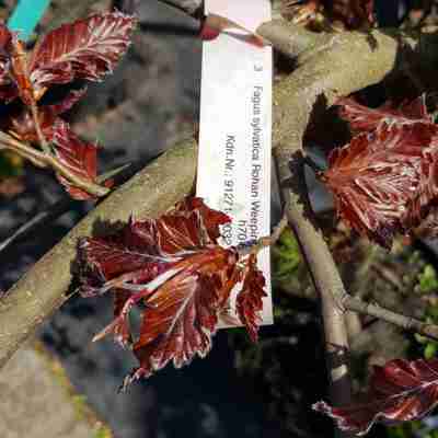 Fagus sylvatica `Rohan Weeping` (Buk pospolity) | Kaczergis