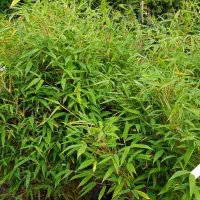 Fargesia murielae `Simba` (Fargesia parasolowata) | Kaczergis