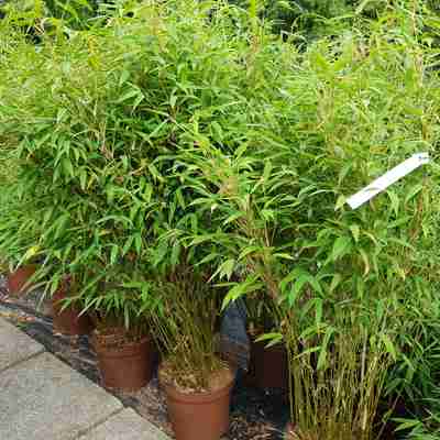 Fargesia murielae `Simba` (Fargesia parasolowata) | Kaczergis
