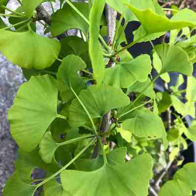 Ginkgo biloba `Mayfield` (Miłorząb dwuklapowy) | Kaczergis