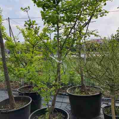 Ginkgo biloba `Mayfield` (Miłorząb dwuklapowy) | Kaczergis