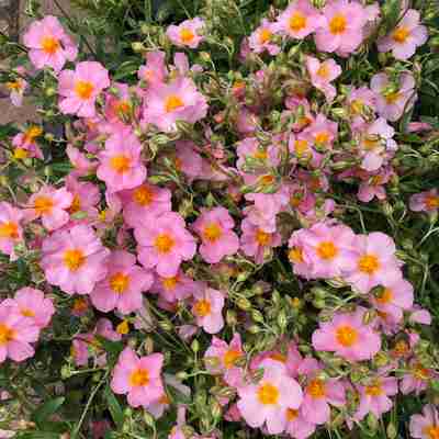 Helianthemum `Lawrenson's Pink` (Posłonek) | Kaczergis