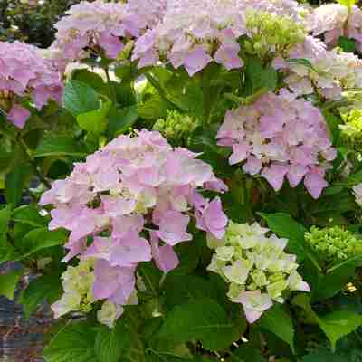 Hydrangea macrophylla `Belle Seduction` (Hortensja ogrodowa) | Kaczergis