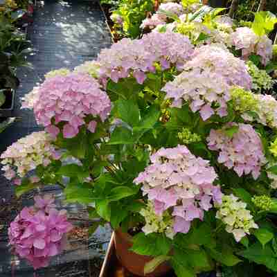 Hydrangea macrophylla `Belle Seduction` (Hortensja ogrodowa) | Kaczergis