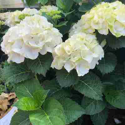 Hydrangea macrophylla `Caipirinha` (Hortensja ogrodowa) | Kaczergis