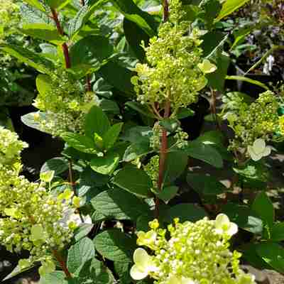 Hydrangea paniculata `Baby Lace` (Hortensja bukietowa) | Kaczergis