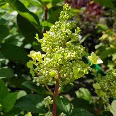 Hydrangea paniculata `Baby Lace` (Hortensja bukietowa) | Kaczergis