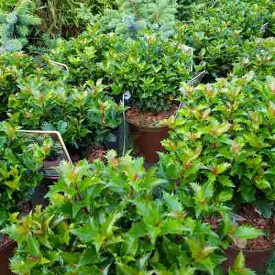 Ilex meserveae `Little Rascal` (Ostrokrzew Meservy) | Kaczergis