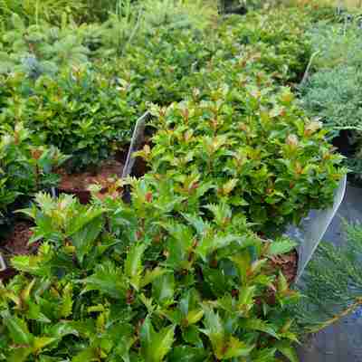 Ilex meserveae `Little Rascal` (Ostrokrzew Meservy) | Kaczergis