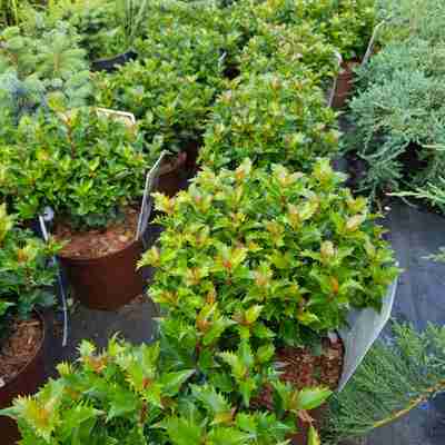 Ilex meserveae `Little Rascal` (Ostrokrzew Meservy) | Kaczergis