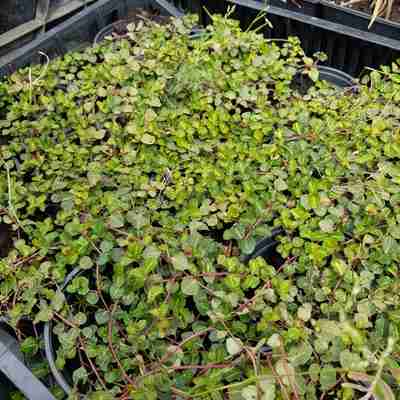 Mitchella repens (Mitchella płożąca) | Kaczergis