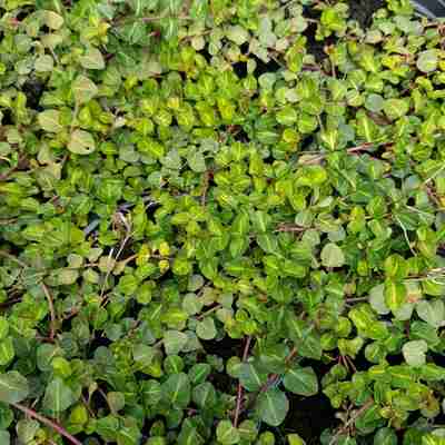 Mitchella repens (Mitchella płożąca) | Kaczergis