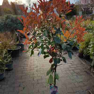 Photinia fraseri `Robusta Compacta` (Głogownik) | Kaczergis