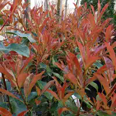Photinia fraseri `Robusta Compacta` (Głogownik) | Kaczergis