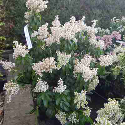 Pieris japonica `Bonfire` (Pieris japoński) | Kaczergis