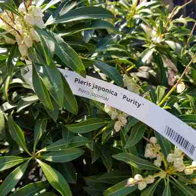 Pieris japonica `Purity` (Pieris japoński) | Kaczergis