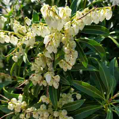 Pieris japonica `Purity` (Pieris japoński) | Kaczergis