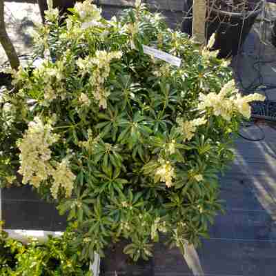 Pieris japonica `Purity` (Pieris japoński) | Kaczergis