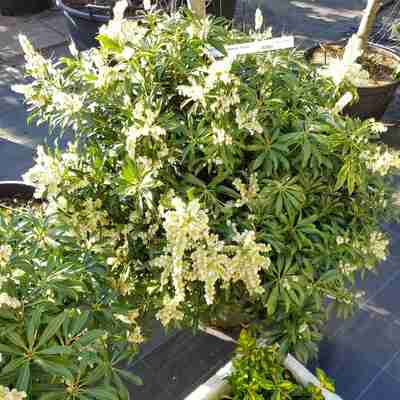 Pieris japonica `Purity` (Pieris japoński) | Kaczergis